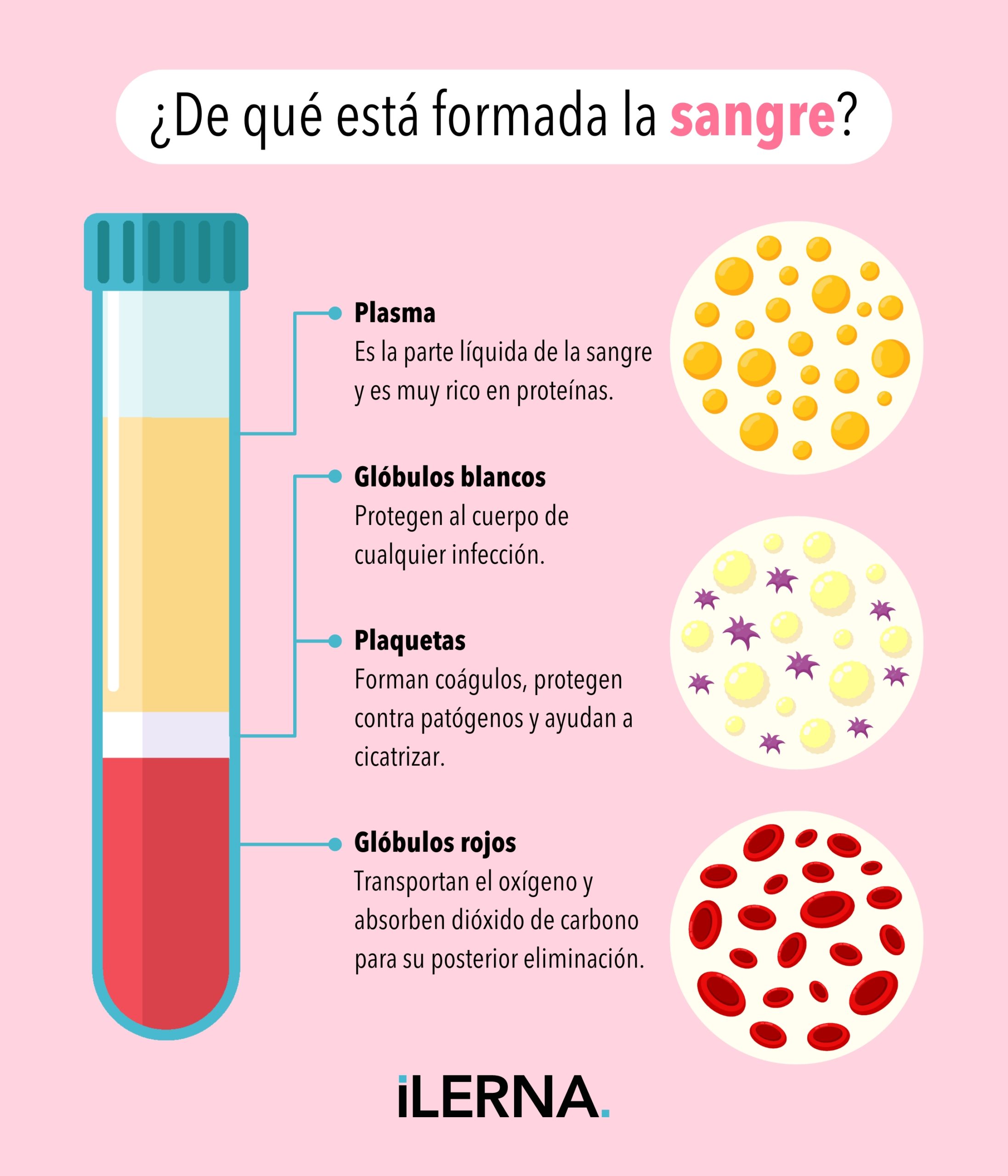 Anatomía De Las Células Sanguíneas